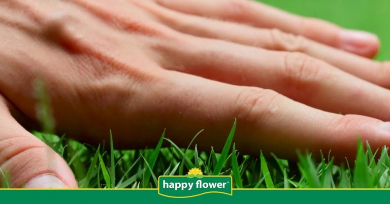 Prepara tu Pasto para Sobrevivir al Invierno | Consejos Happy Flower