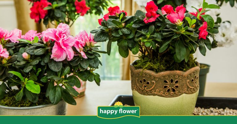 Cuidados para tu azalea de interior | Consejos Happy Flower