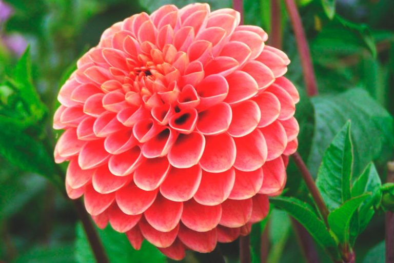 10 flores que no sabías que eran mexicanas | Consejos Happy Flower