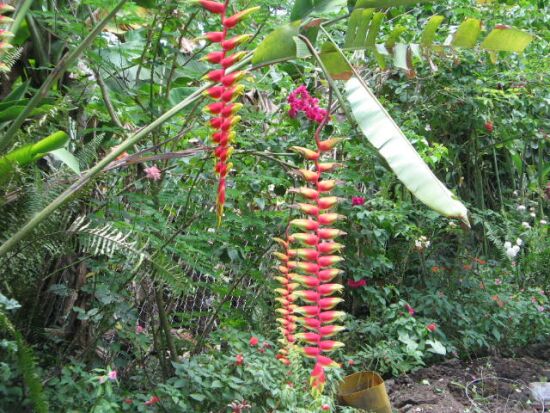 10 flores que no sabías que eran mexicanas | Consejos Happy Flower