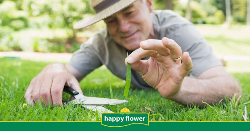 ¿Cómo Poner Rollos de Pasto? | Consejos Happy Flower