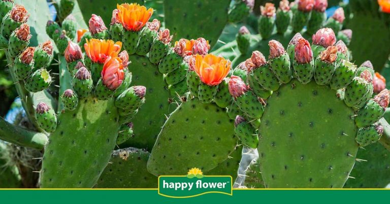 Plantas de México para el Mundo | Consejos Happy Flower