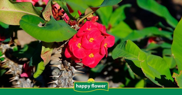 ¿Cómo Cuidar la Planta Corona de Cristo? | Consejos Happy Flower